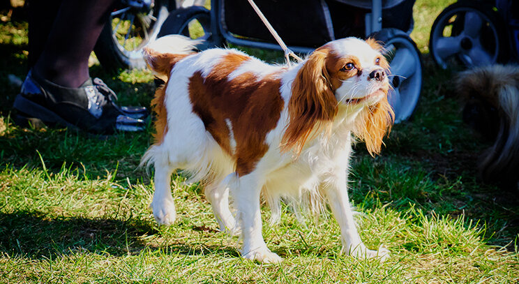 Kavalír king charles španěl - všechny informace o plemeni a popis